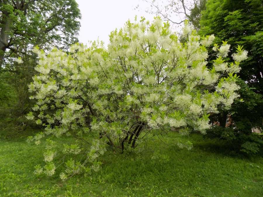 Fringe Tree | MSD